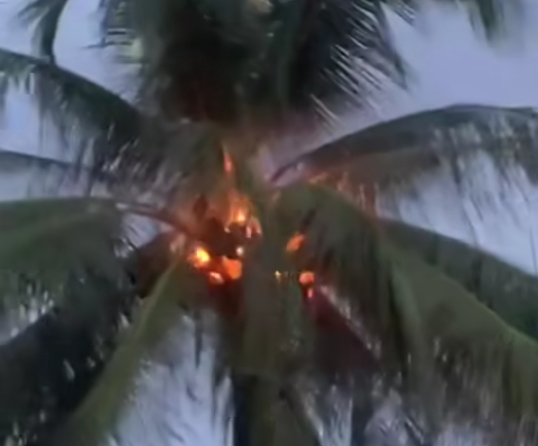 Coconut Tree Mysteriously Catches Fire After Thunder Strike (Video)